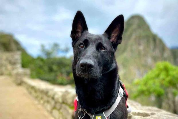 This Veteran s German Shepherd Is The First Ever Service Dog At Machu Picchu Military this-veteran-s-german-shepherd-is-the-first-ever-service-dog-at-machu-picchu-military